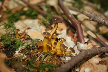 Vapko - La chanterelle d'automne, ce champignon fin et savoureux