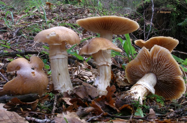 Vapko - La pholiote ridée est unique en son genre